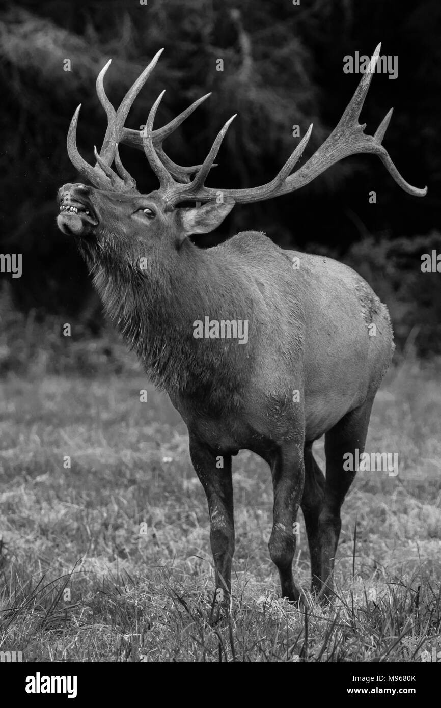 Snorting, bugling Roosevelt Elk Stock Photo - Alamy