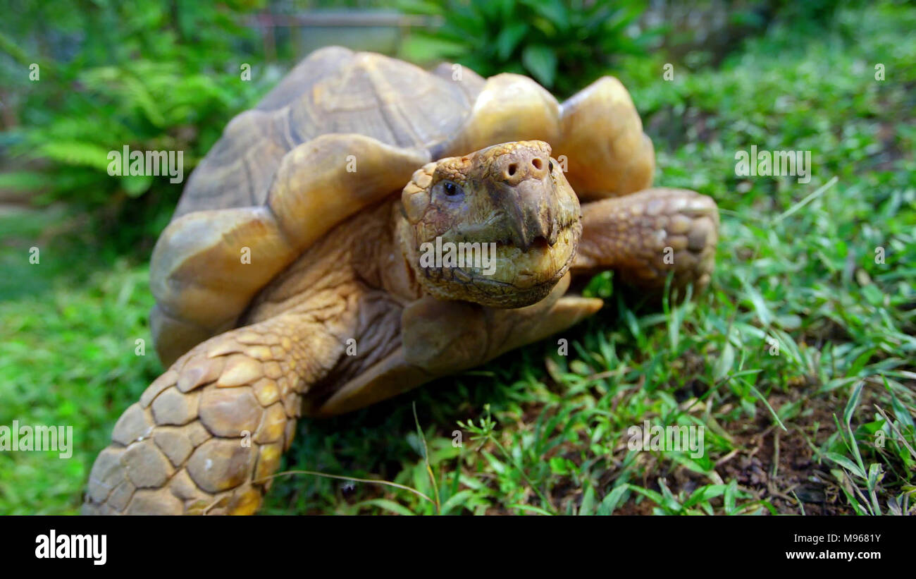 A giant turtle tortoise relaxing in green grass, Santa Cruz Island ...