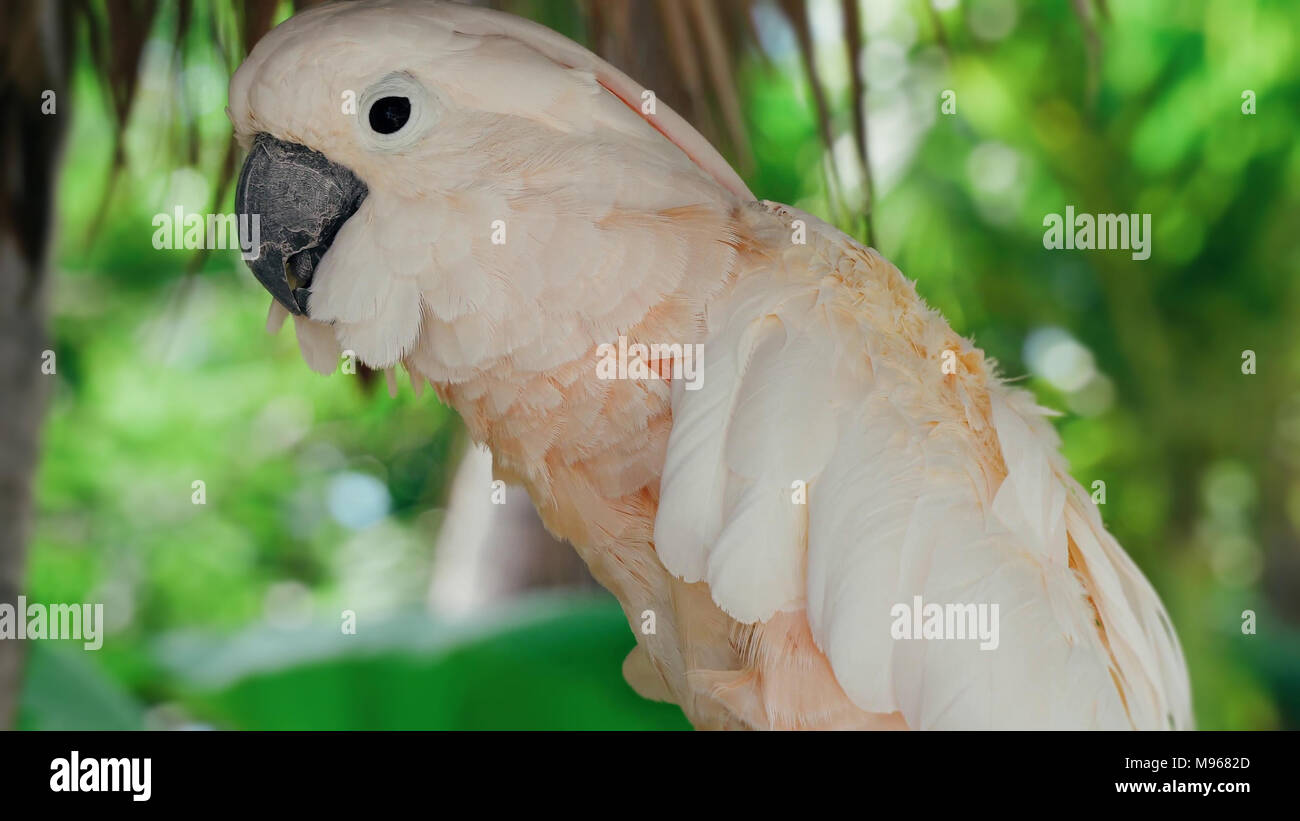 cockatoo white parrot on the tree branch closeup.Beautiful white ...