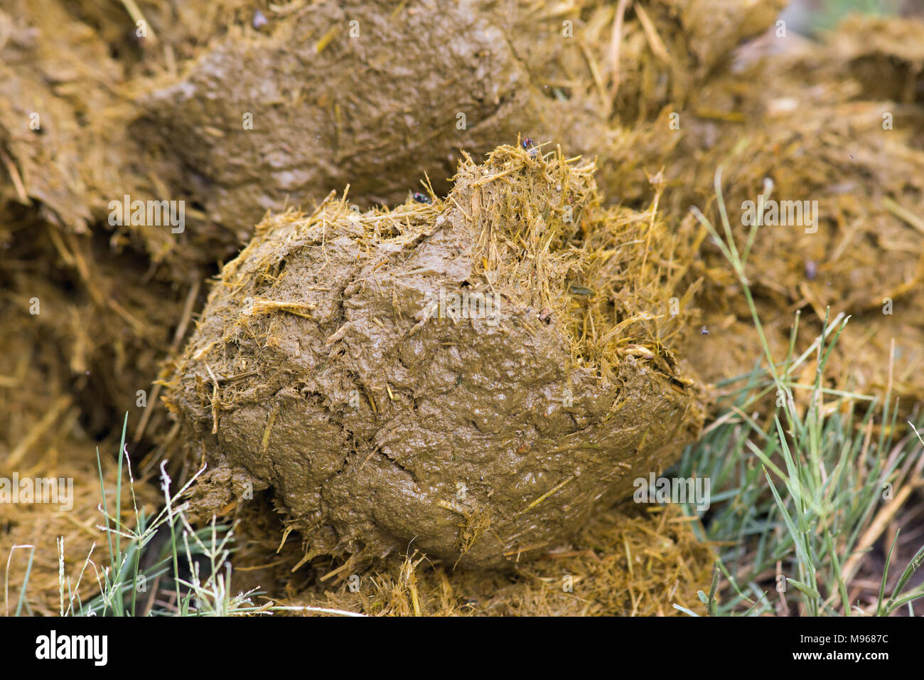 African Elephant (Loxodonta africanus). Elephant dung, excreta or poo ...