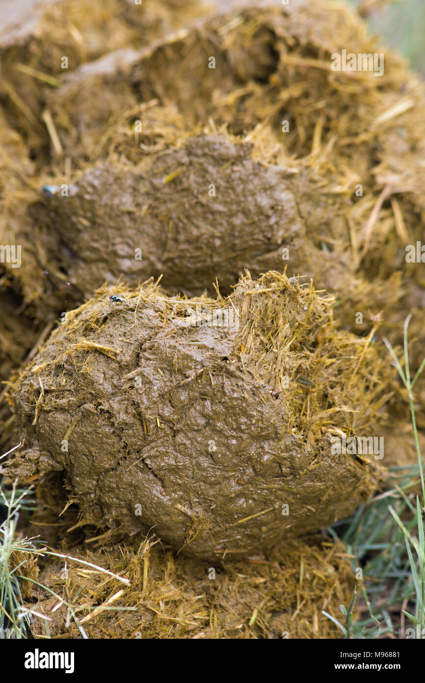 African Elephant (Loxodonta africanus). Elephant dung, excreta or poo ...