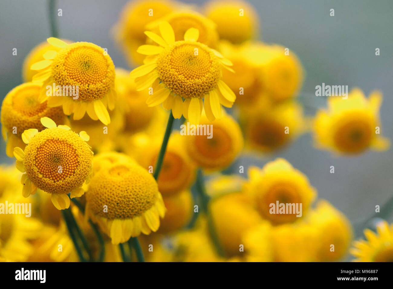 Sunny yellow hi-res stock photography and images - Alamy
