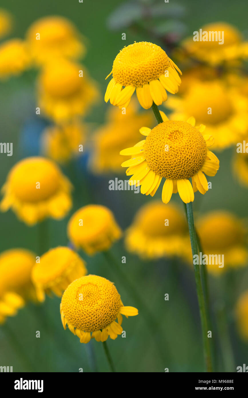 Sunny yellow hi-res stock photography and images - Alamy