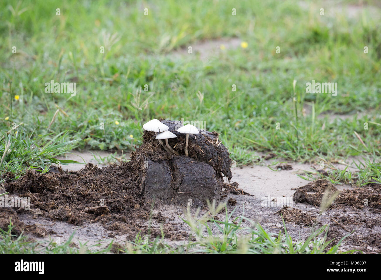 African Elephant (Loxodonta africanus). Elephant dung, excreta or poo ...