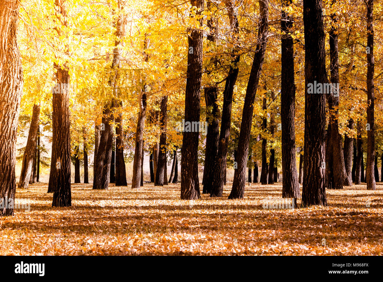 Poplar grove hi-res stock photography and images - Alamy