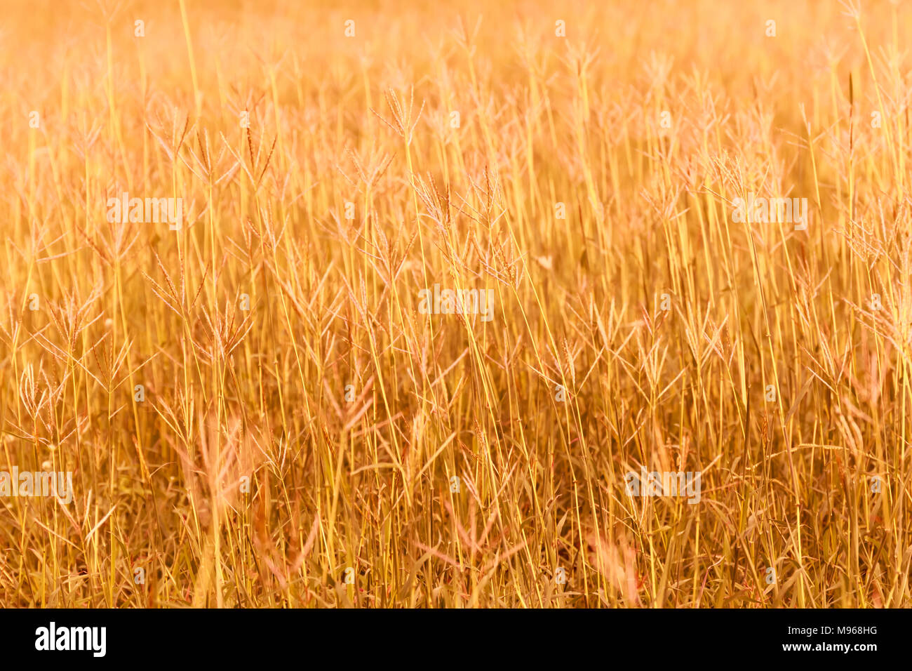 Grass flower field under sunshine Stock Photo - Alamy