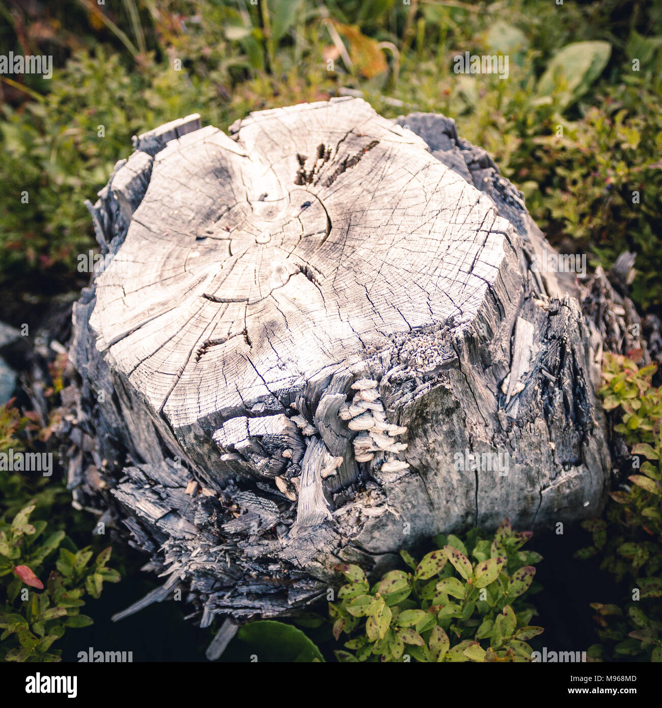 Felled tree trunk. Tree stump in a summer forest Stock Photo - Alamy