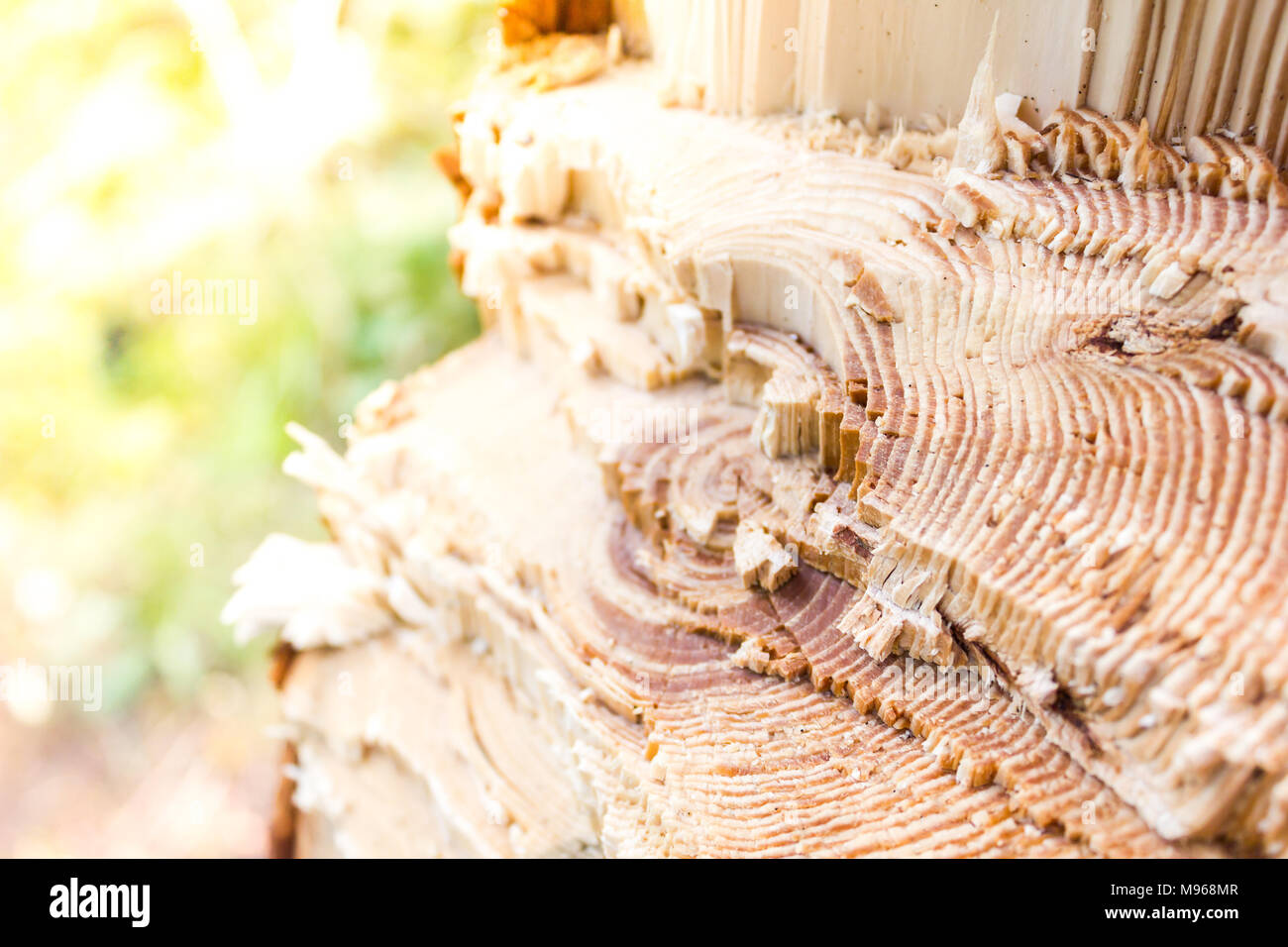 Poplar stump hi-res stock photography and images - Alamy