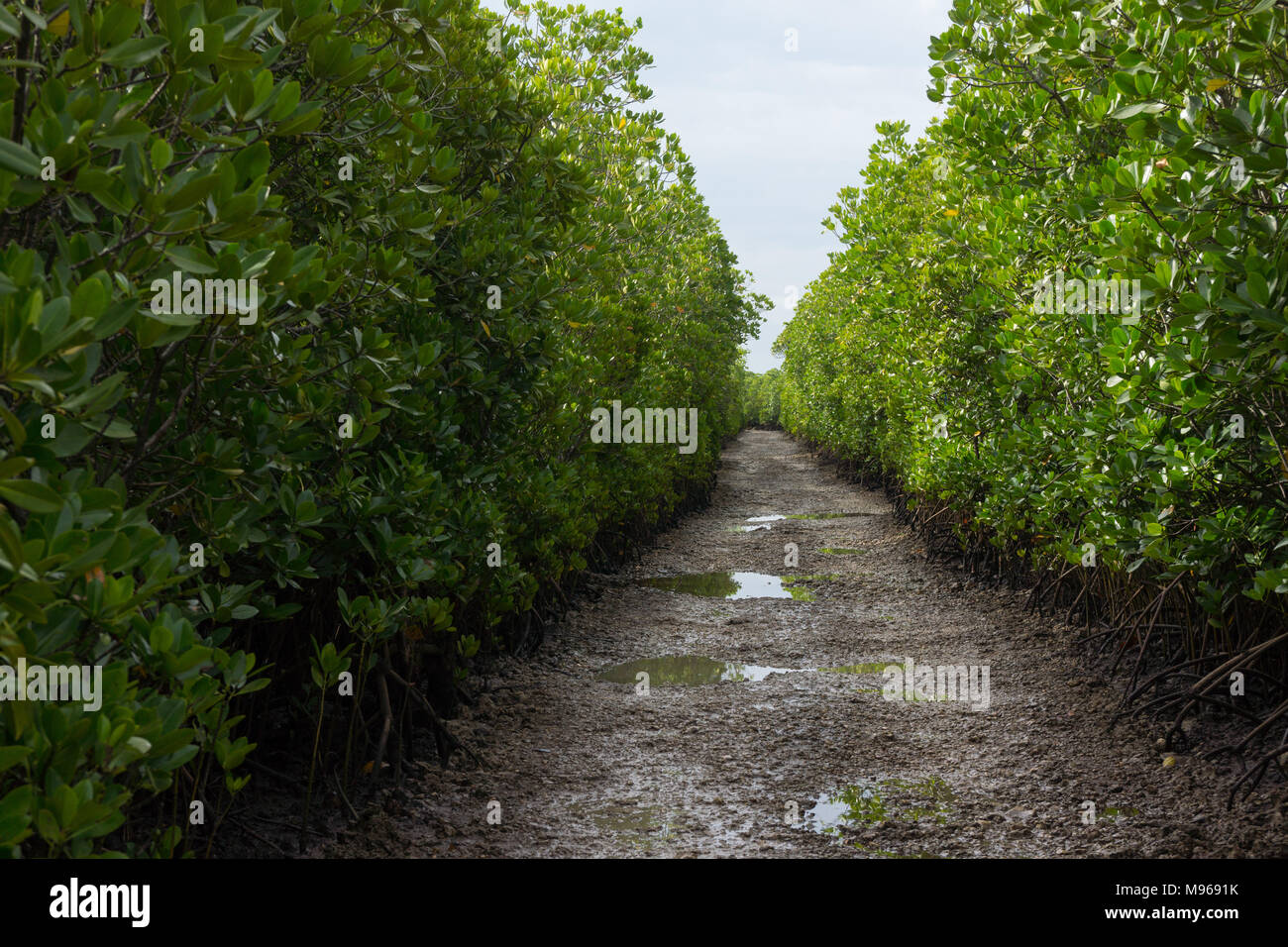 Stone causeway in mangrove swamp Stock Photo - Alamy