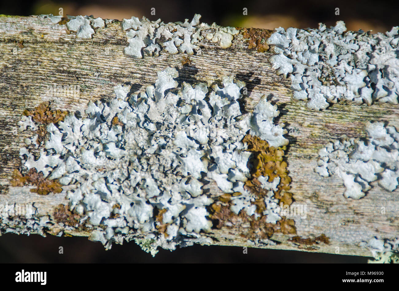Lichen on wood planks Stock Photo - Alamy