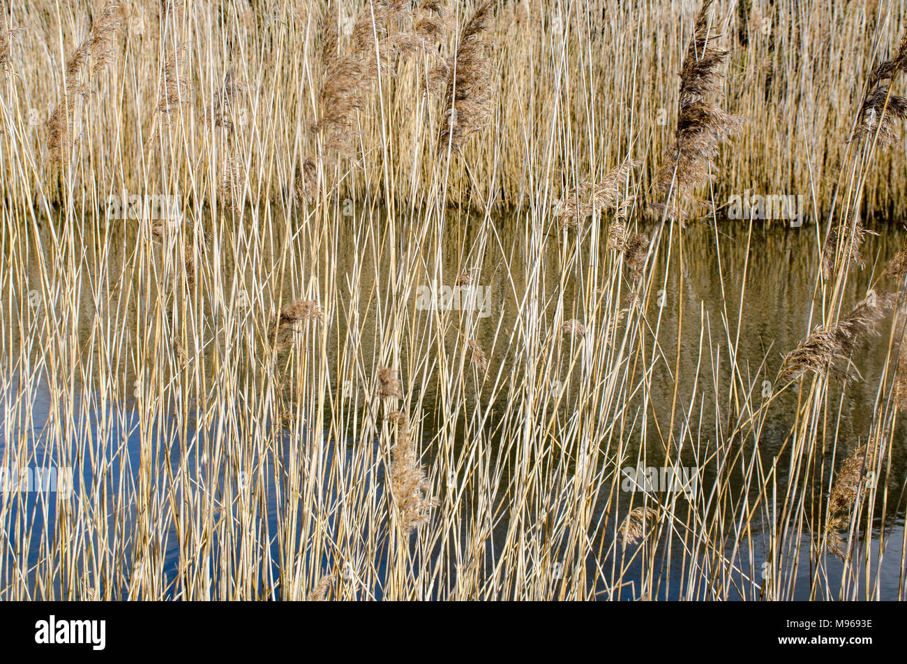 Grass reeds river winter hi-res stock photography and images - Alamy