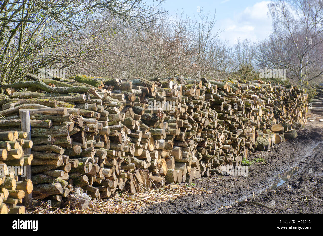 Woodyard full of newly felled trees Stock Photo - Alamy