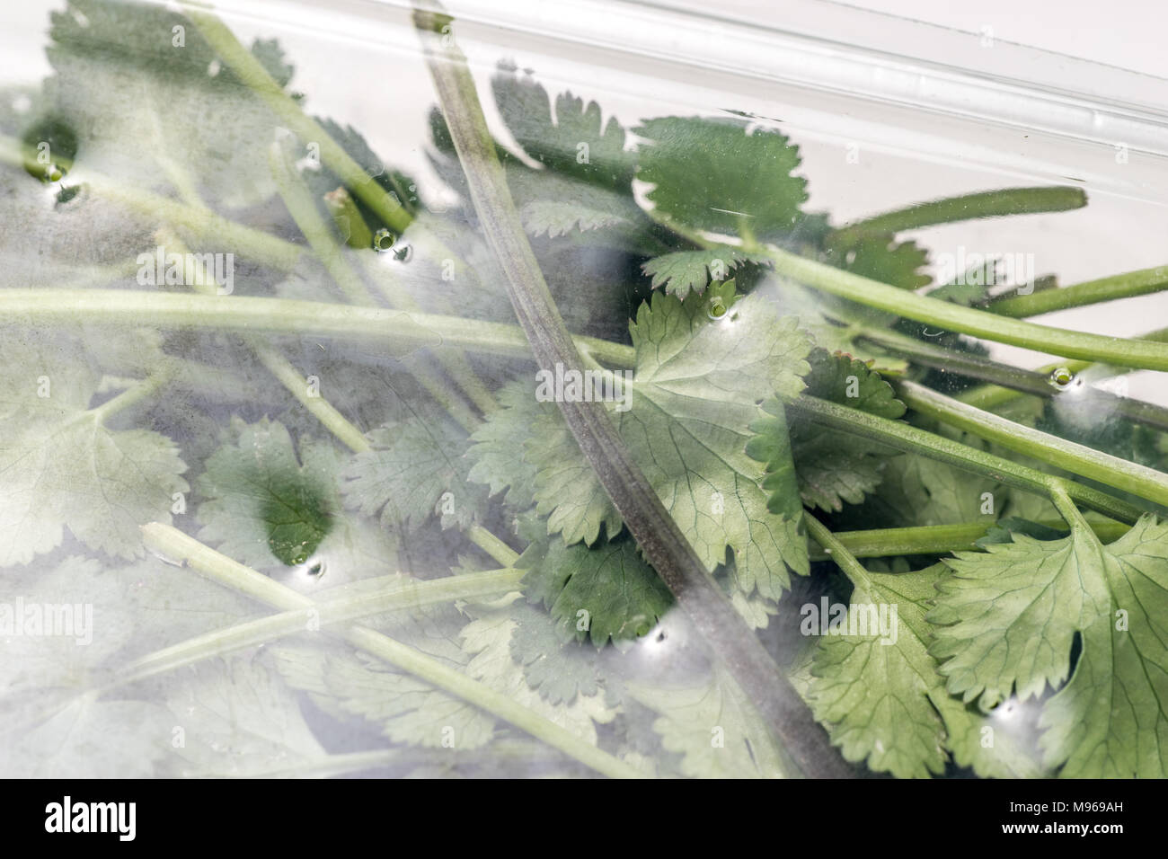 Organic green Parsley in Plastic container isolated on white Stock ...