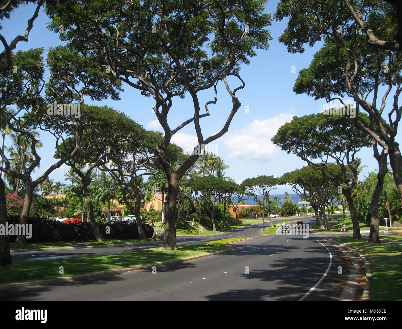 Monkey pod tree lined road hi-res stock photography and images - Alamy