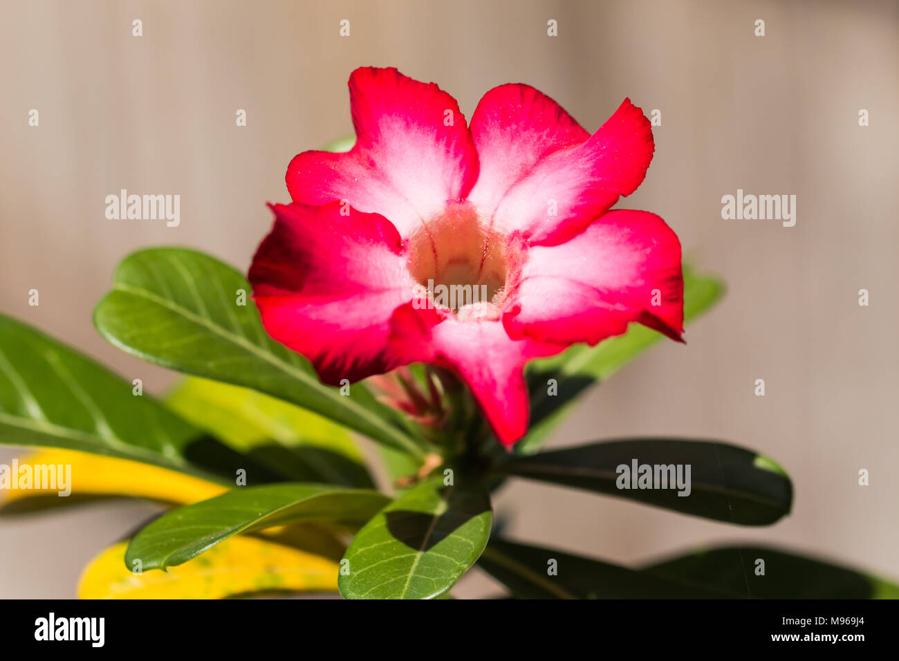 Pink Desert Rose Stock Photo - Alamy