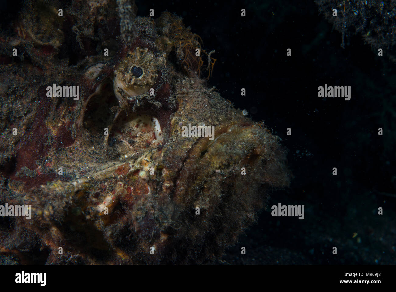Synanceia horrida estuarine stonefish head hi-res stock photography and ...