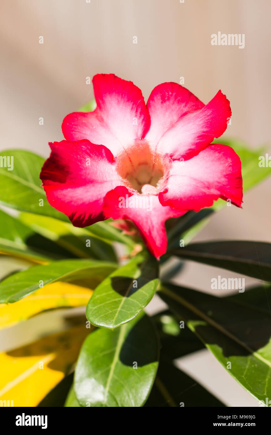 Pink Desert Rose Stock Photo - Alamy