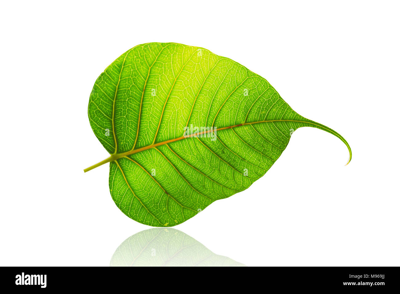 green bodhi leaf or leaves of buddha isolated on white background Stock ...