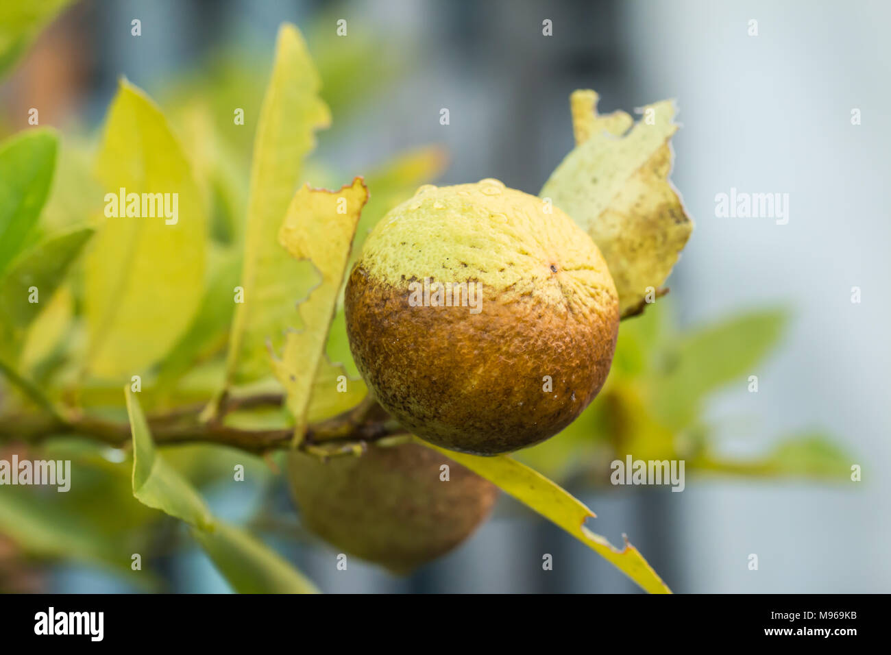 Lemon tree disease hi-res stock photography and images - Alamy