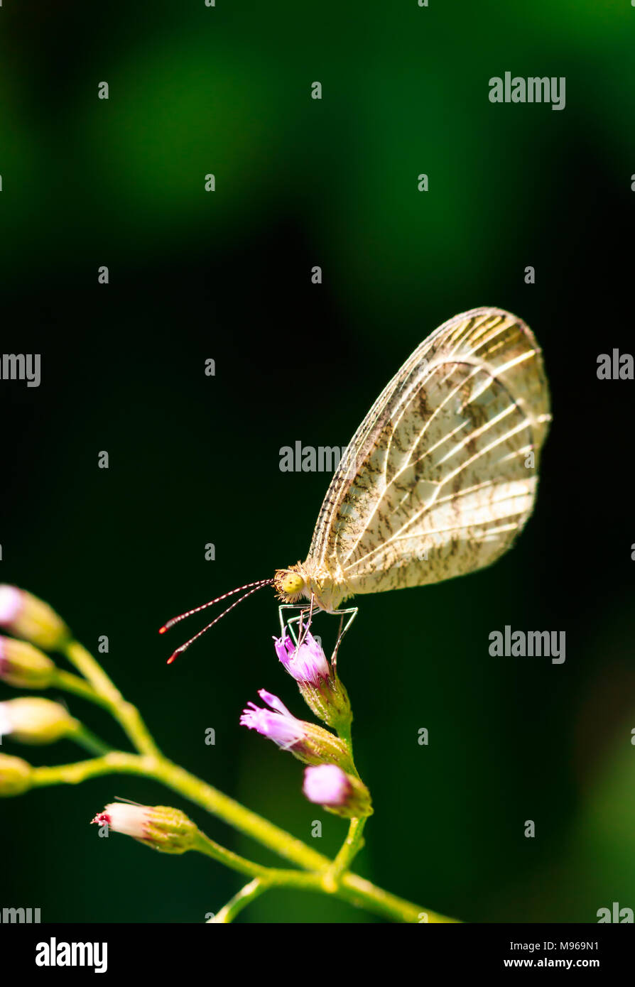 Grass and insect painting hi-res stock photography and images - Alamy