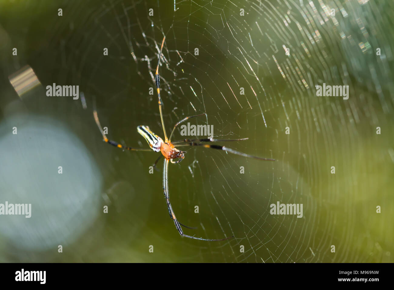 Spider on cobweb Stock Photo - Alamy