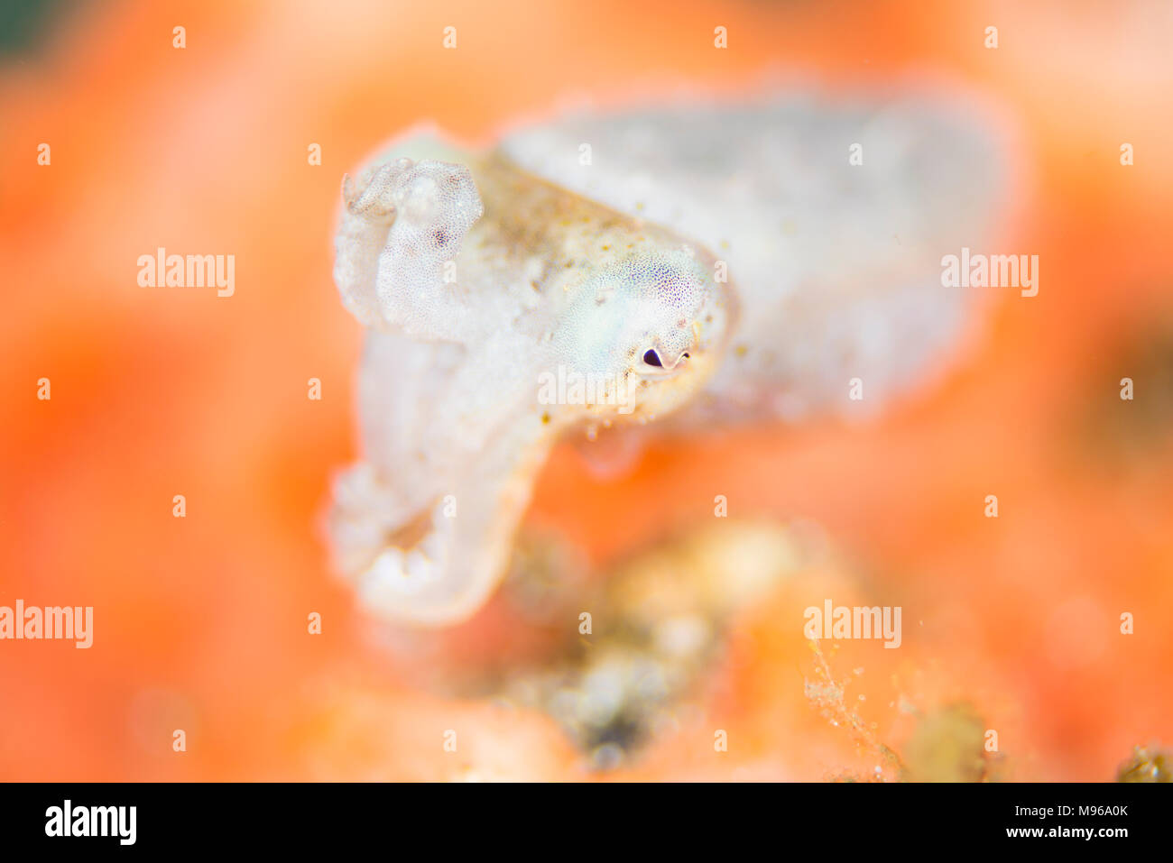 Red cuttlefish hi-res stock photography and images - Alamy