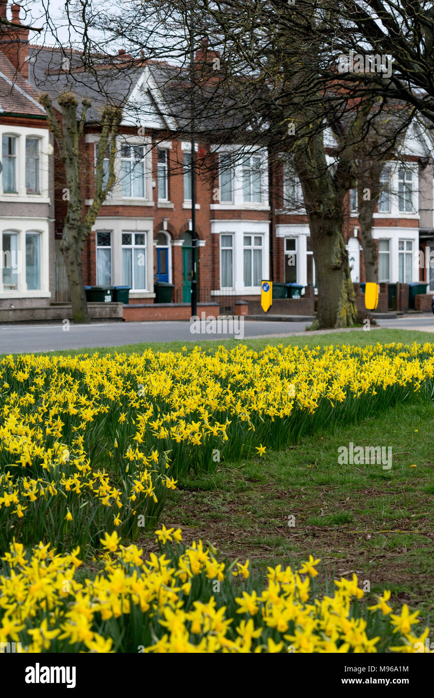 Daffodils on Hearsall Common, Earlsdon, Coventry, West Midlands ...
