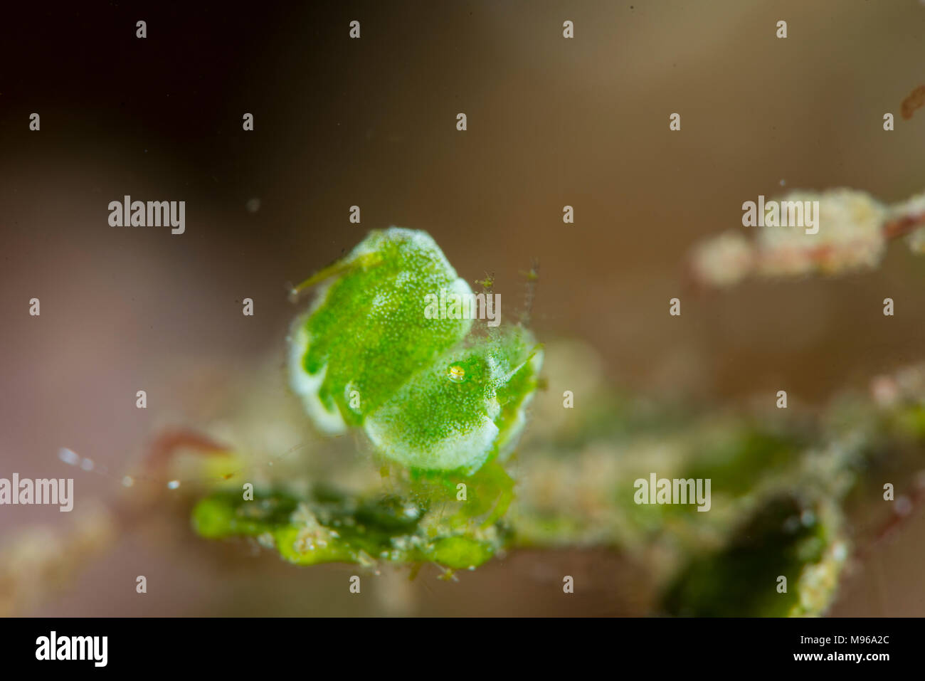Broken back shrimp hi-res stock photography and images - Alamy