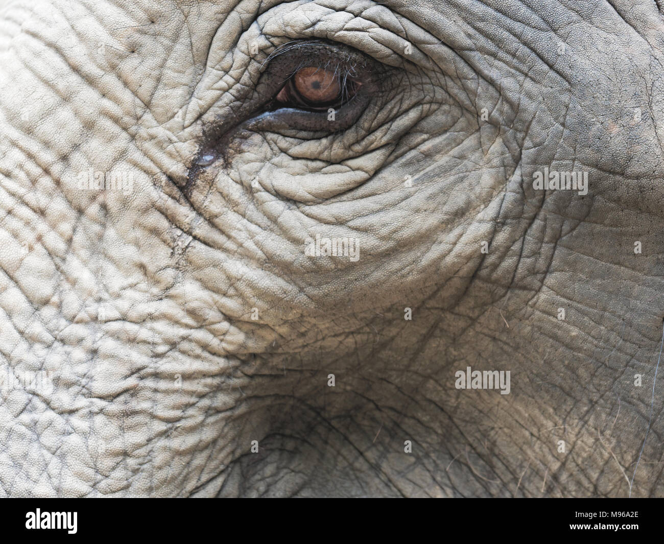 Close up shot of elephant's eye with parts of head, ear, neck, and ...