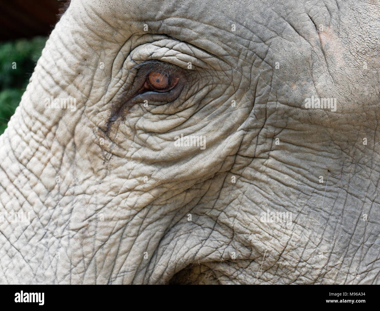 Close up shot of elephant's eye with parts of head, ear, neck, and ...