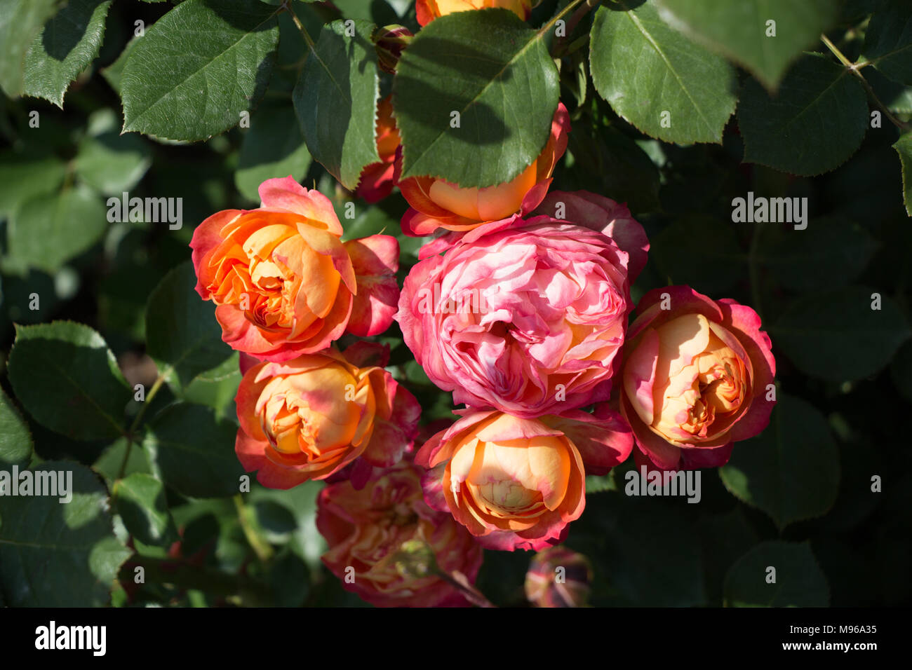 Blooming beautiful colorful roses in the garden background Stock Photo ...