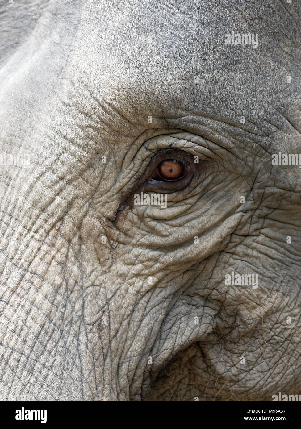 Wrinkled head hi-res stock photography and images - Alamy