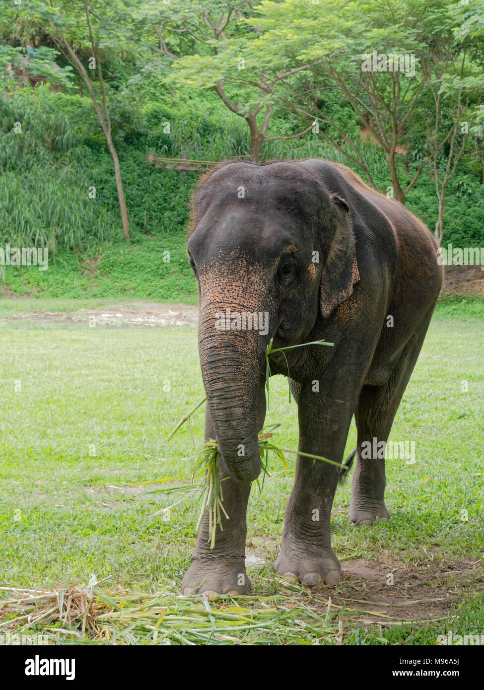 Young female Indian elephant eating grass while breaking between the ...