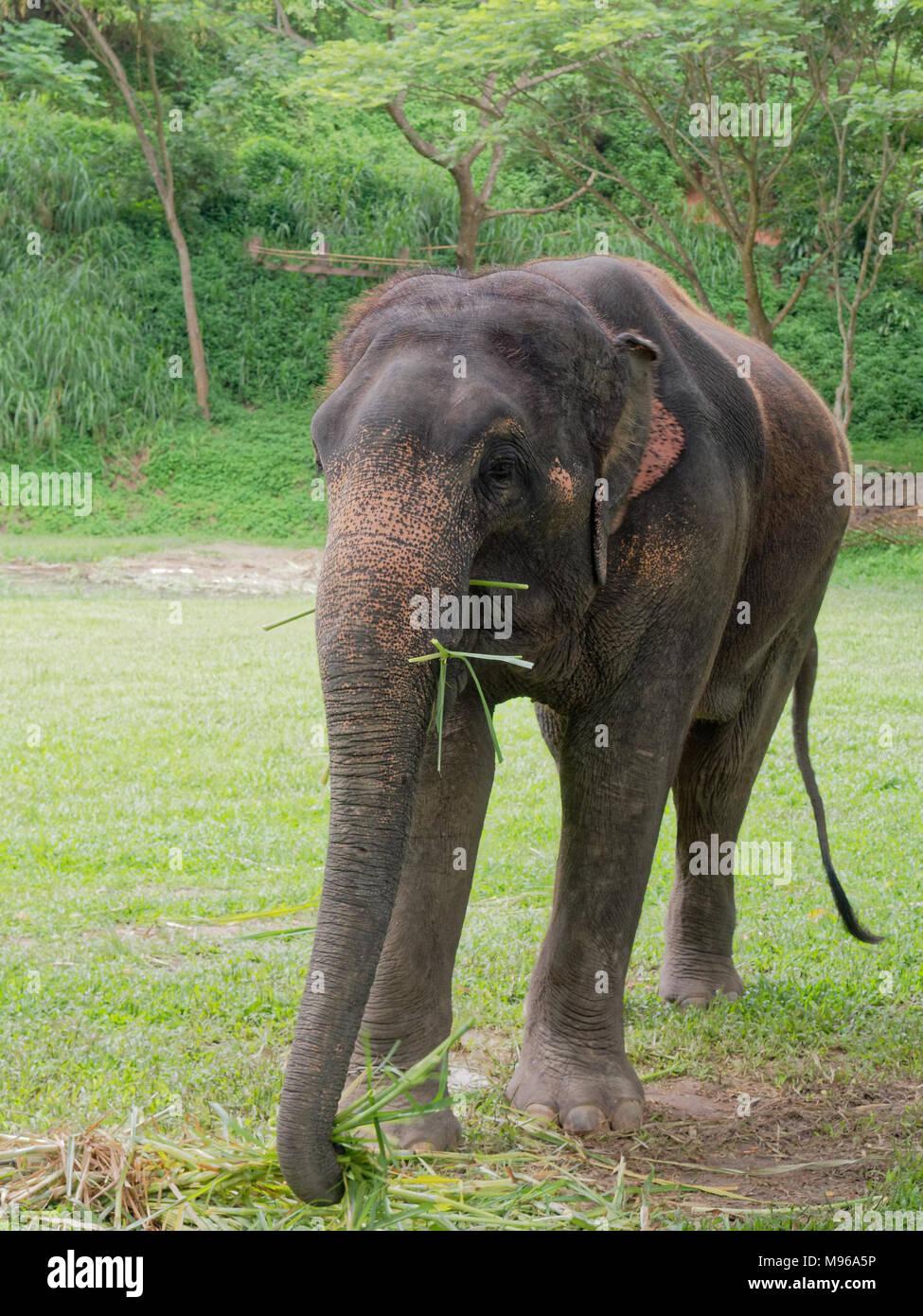 Young female Indian elephant eating grass while breaking between the ...