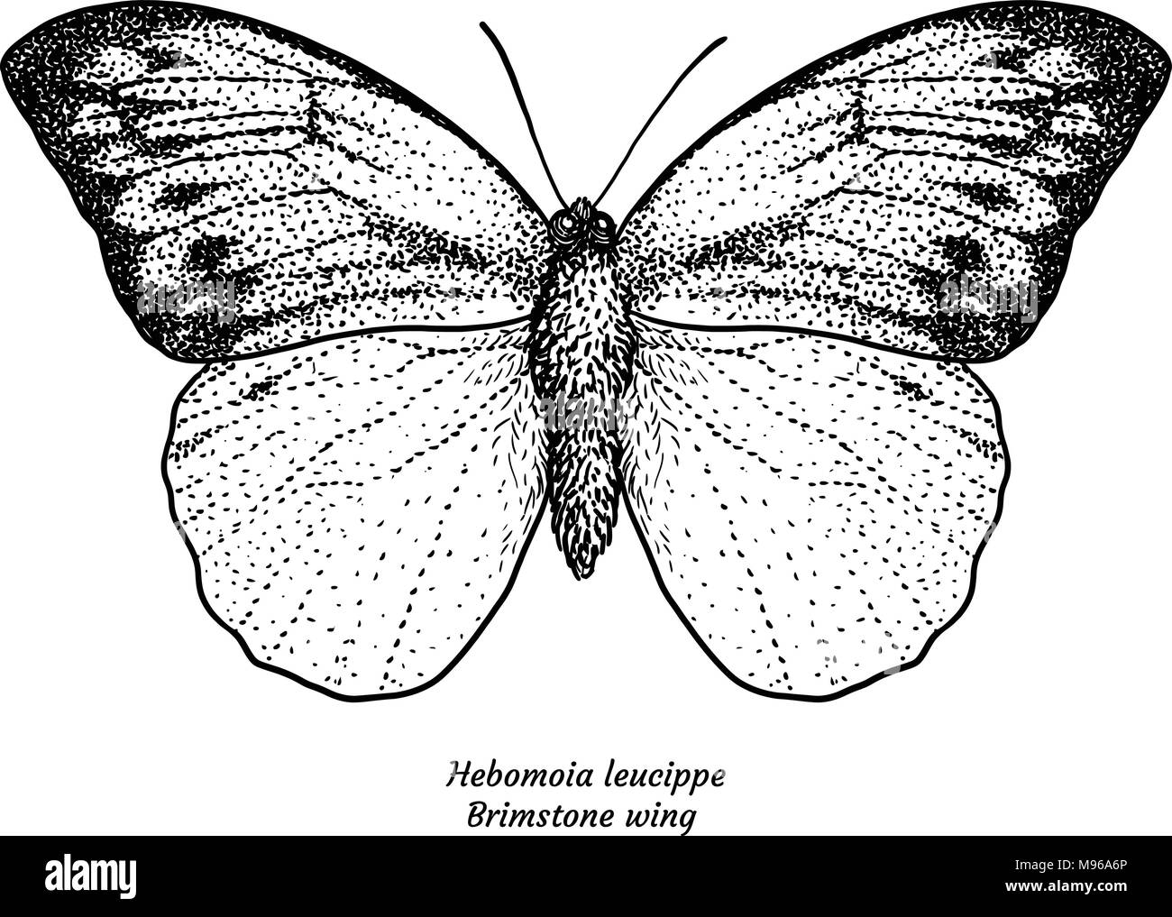 Hebomoia leucippe, brimstone wing, illustration, drawing, engraving ...