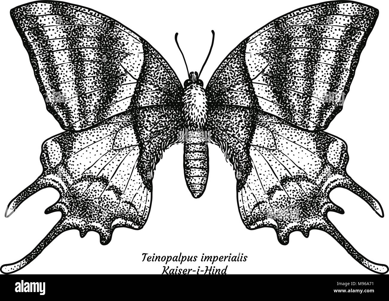 Teinopalpus imperialis, kaiser-i-hind, illustration, drawing, engraving ...