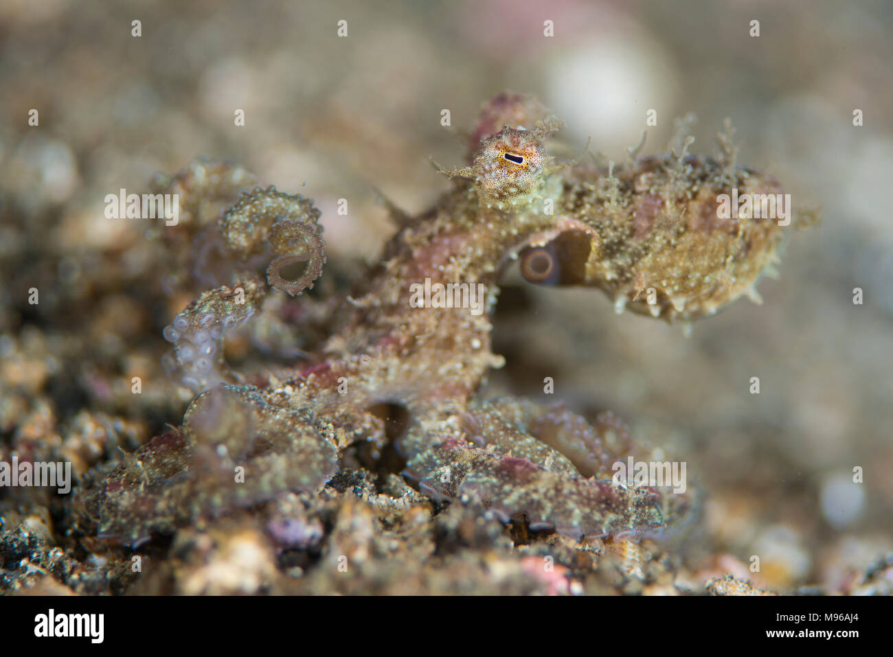 Octopus tentacles arms siphon hi-res stock photography and images - Alamy