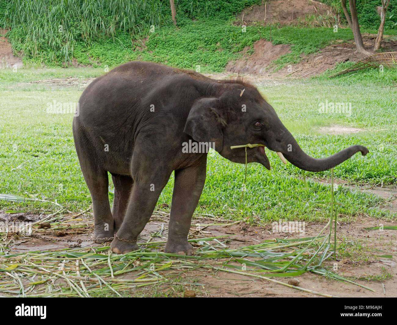 Baby male Indian elephant eating grass while breaking between the show ...