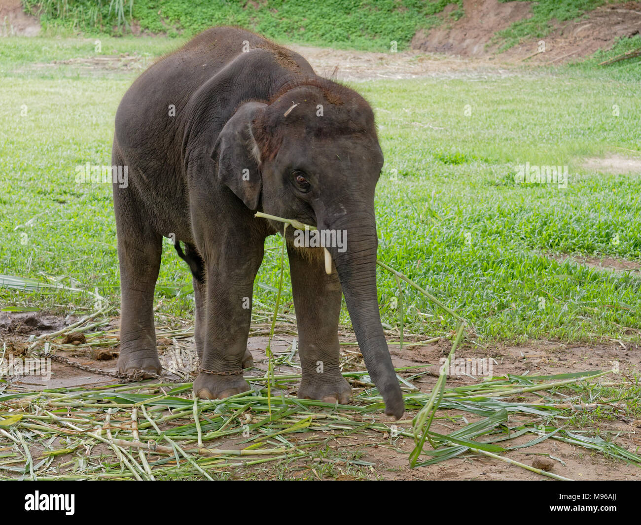 Baby male Indian elephant eating grass while breaking between the show ...