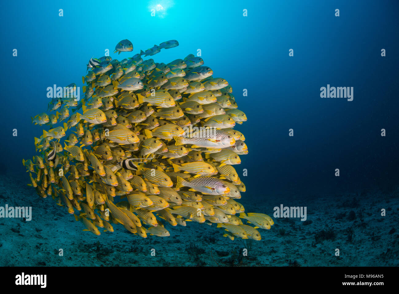 Ribbon fish hi-res stock photography and images - Alamy