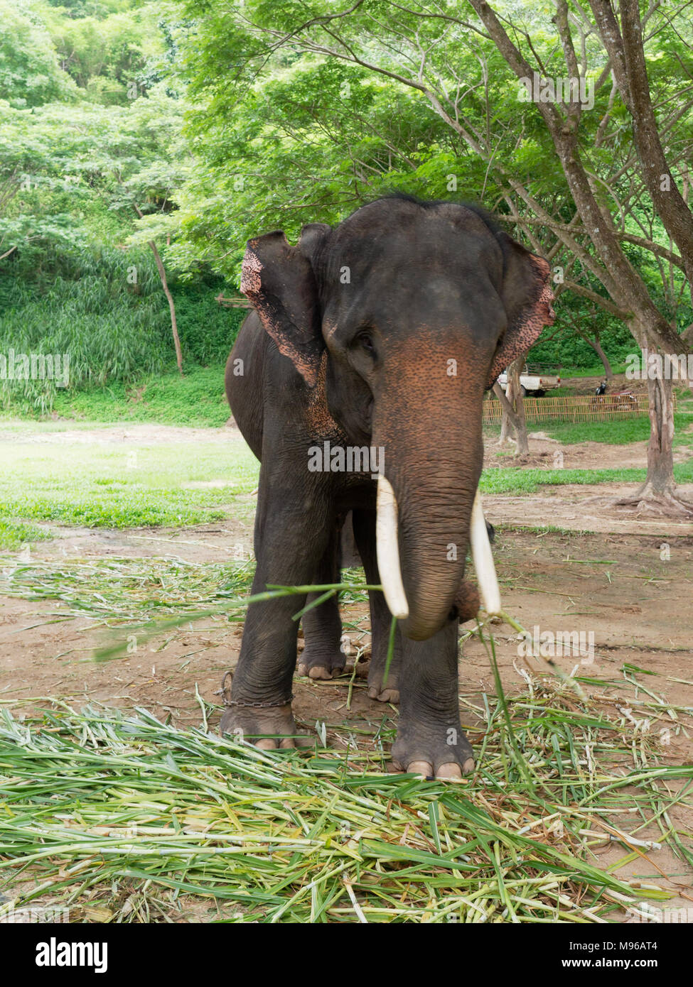 Elephant eating background hi-res stock photography and images - Alamy