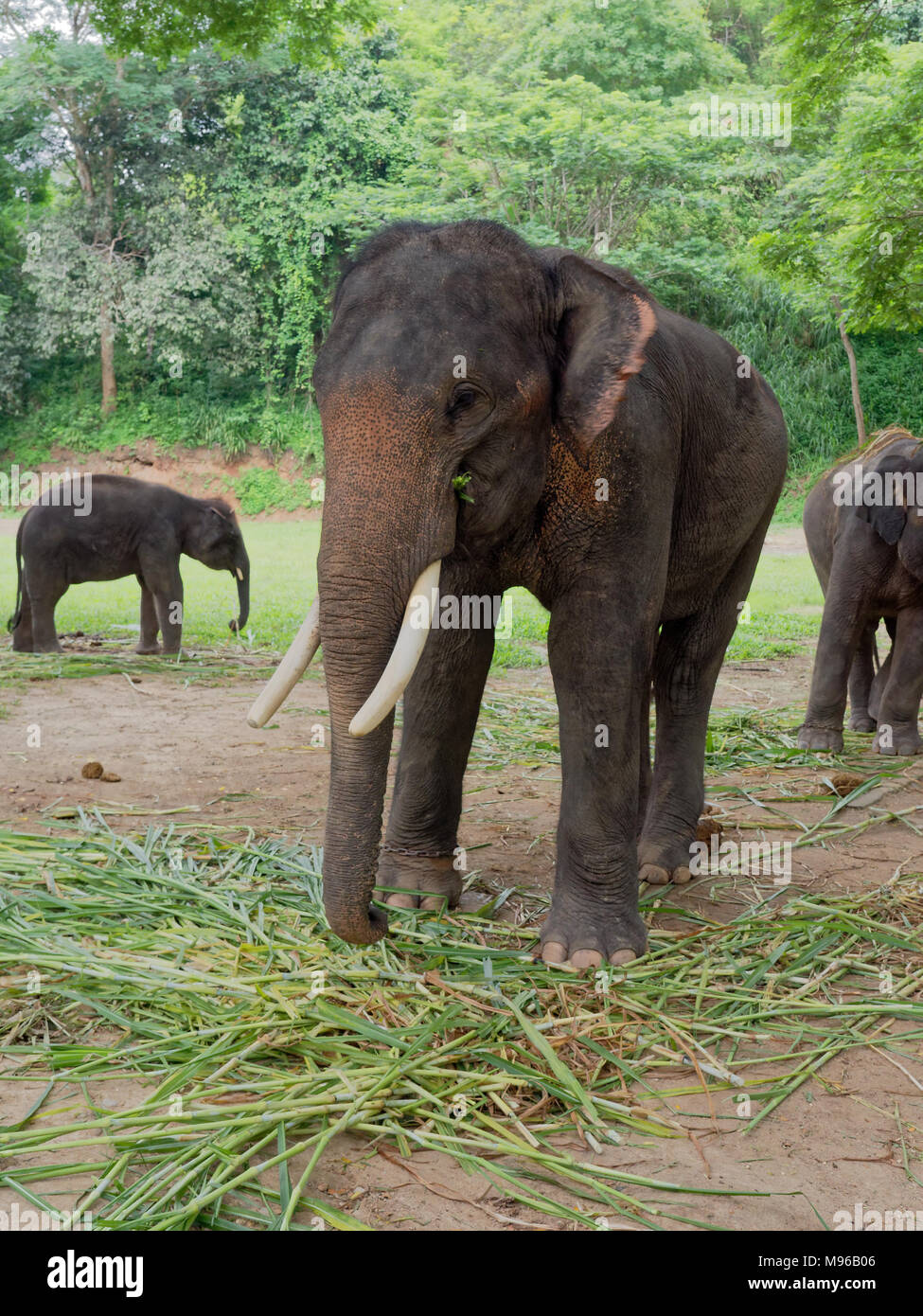 Old male Indian elephant eating grass while breaking between the show ...