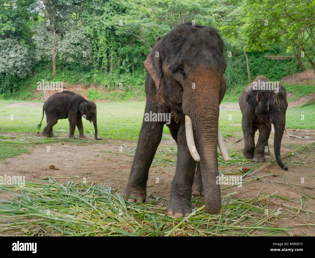 Old male Indian elephant eating grass while breaking between the show ...