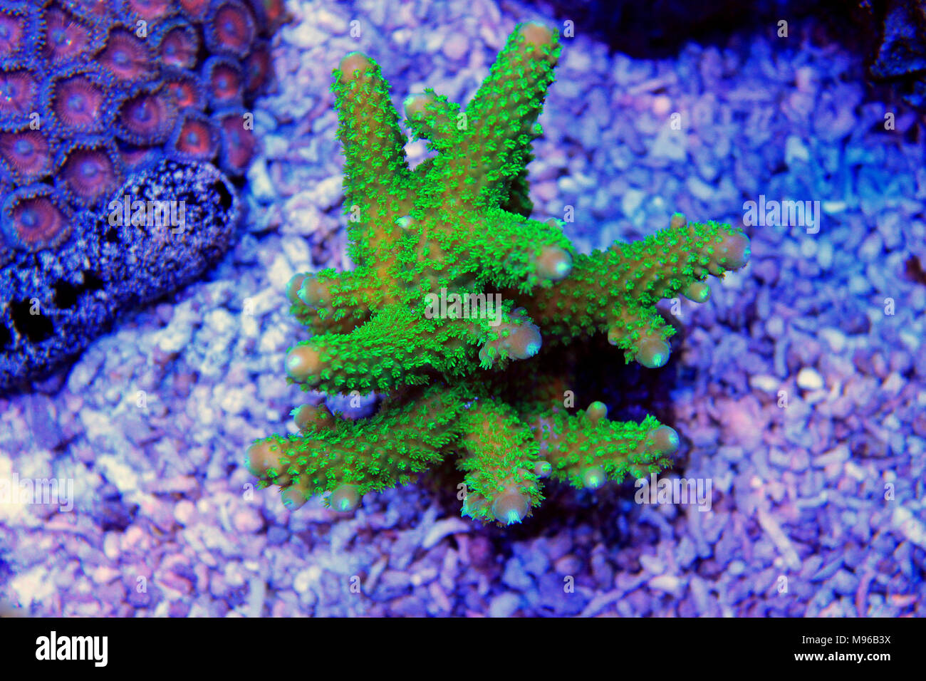 Green Acropora SPS coral under moonlight Stock Photo - Alamy