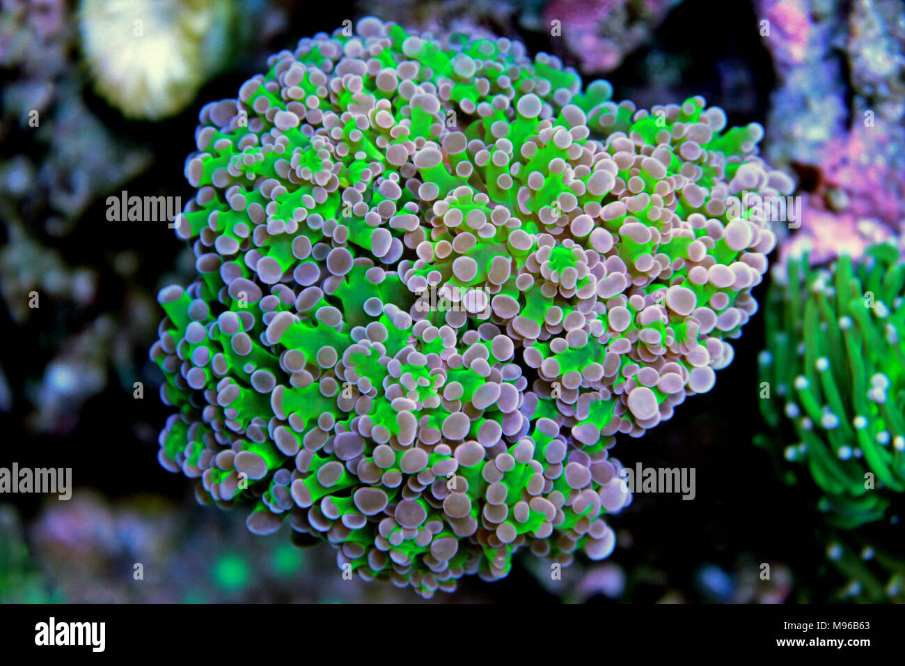 Frogspawn coral hi-res stock photography and images - Alamy