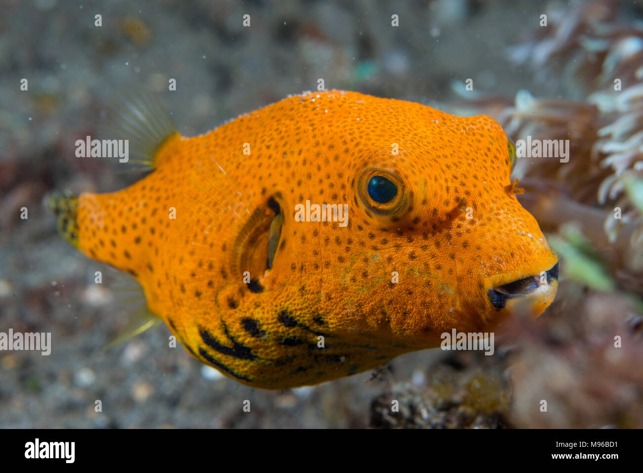 A juvenile Star Puffer, Arothron stellatus, Lembeh Island, Lembeh ...