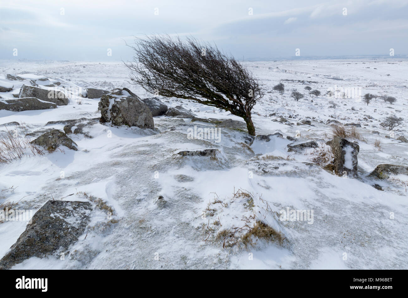 Lone tree on open moorland at Stowes Hill Minions on Bodmin Moor Stock ...