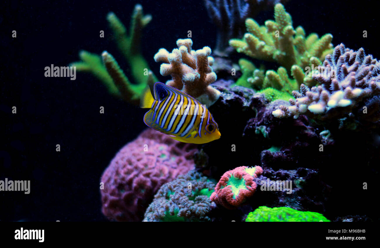 Regal Angelfish (Pygoplites diacanthus) into the serenity world of Red ...