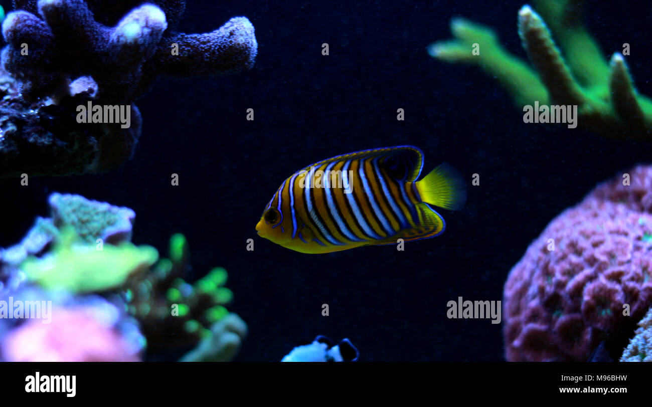 Regal Angelfish (Pygoplites diacanthus) into the serenity world of Red ...