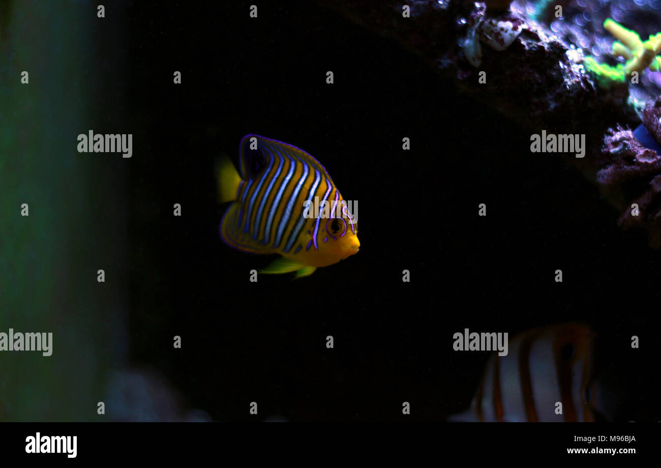 Regal Angelfish (Pygoplites diacanthus) into the serenity world of Red ...